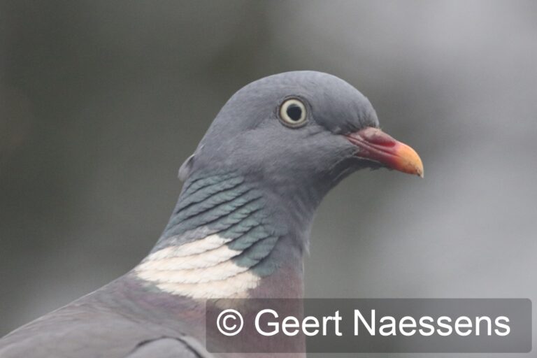 bosduif | Geert Naessens
